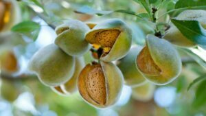 How To Harvest Almonds - 5 Best Ways