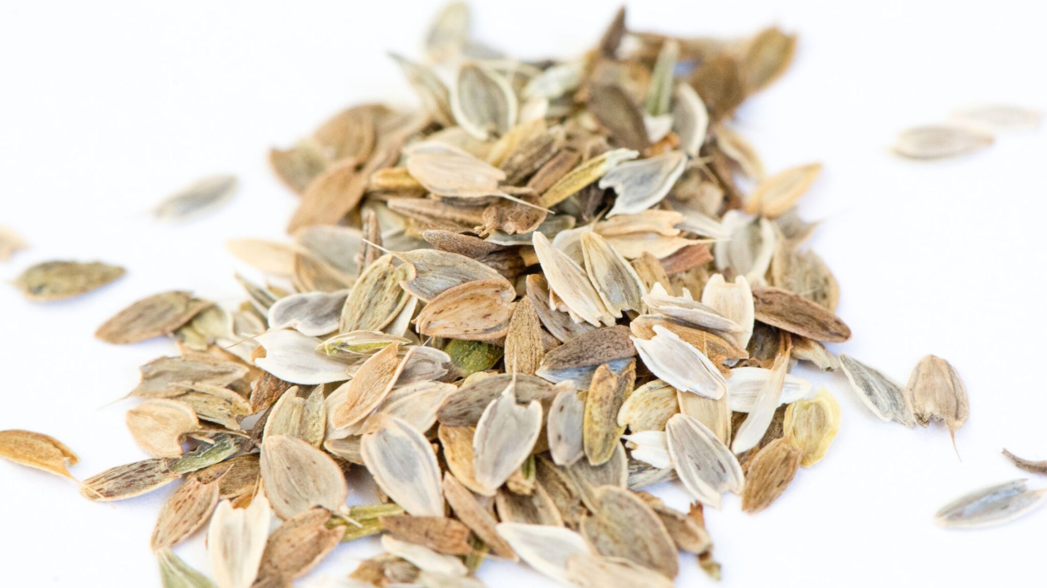 How To Harvest Zinnia Seeds - 5 Easy Ways