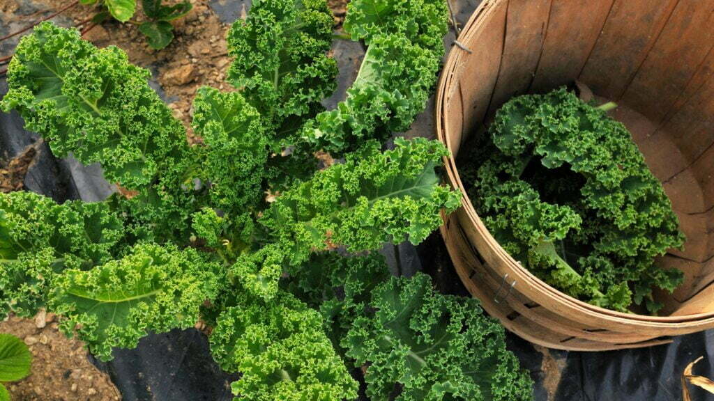 How To Harvest Kale - 5 Easy Steps