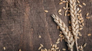 How To Harvest Wheat - 2 Methods