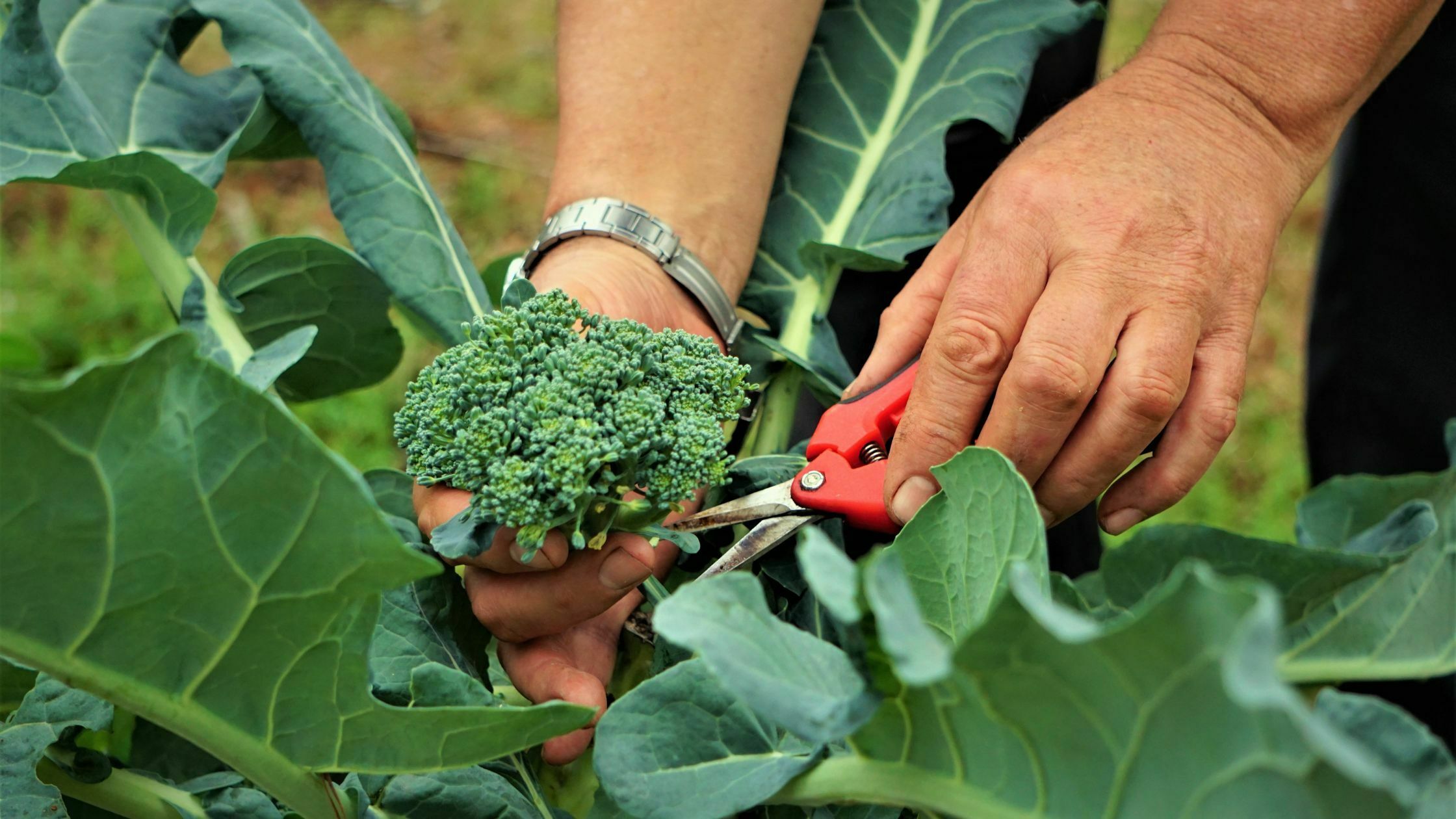 How To Harvest Broccoli 5 Easy Steps