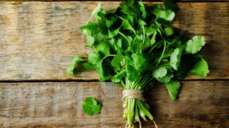 How To Harvest Cilantro - 5 Easy Steps